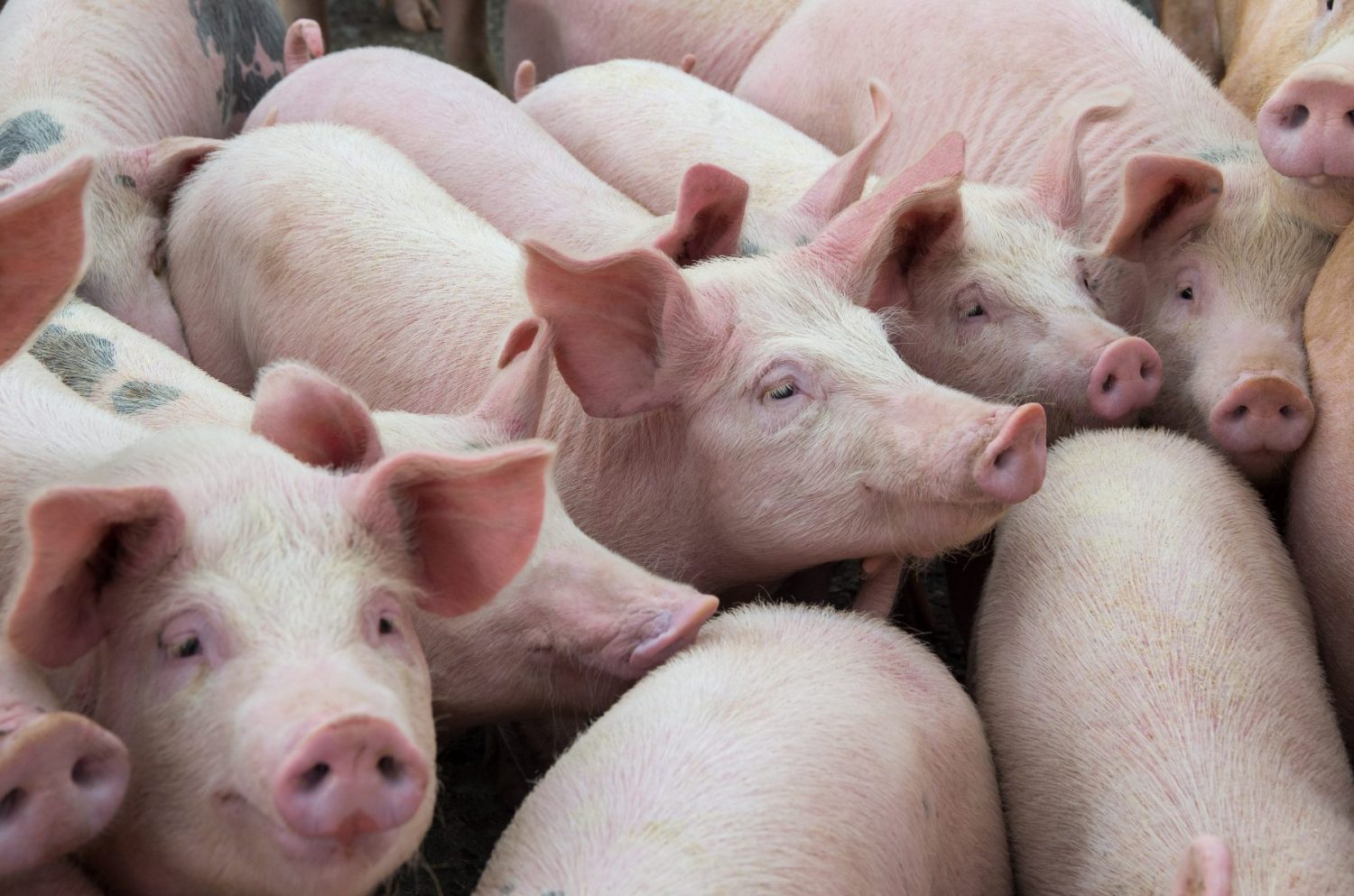 Las Vegas pigs once again dining on casino scraps after COVID-19 ...